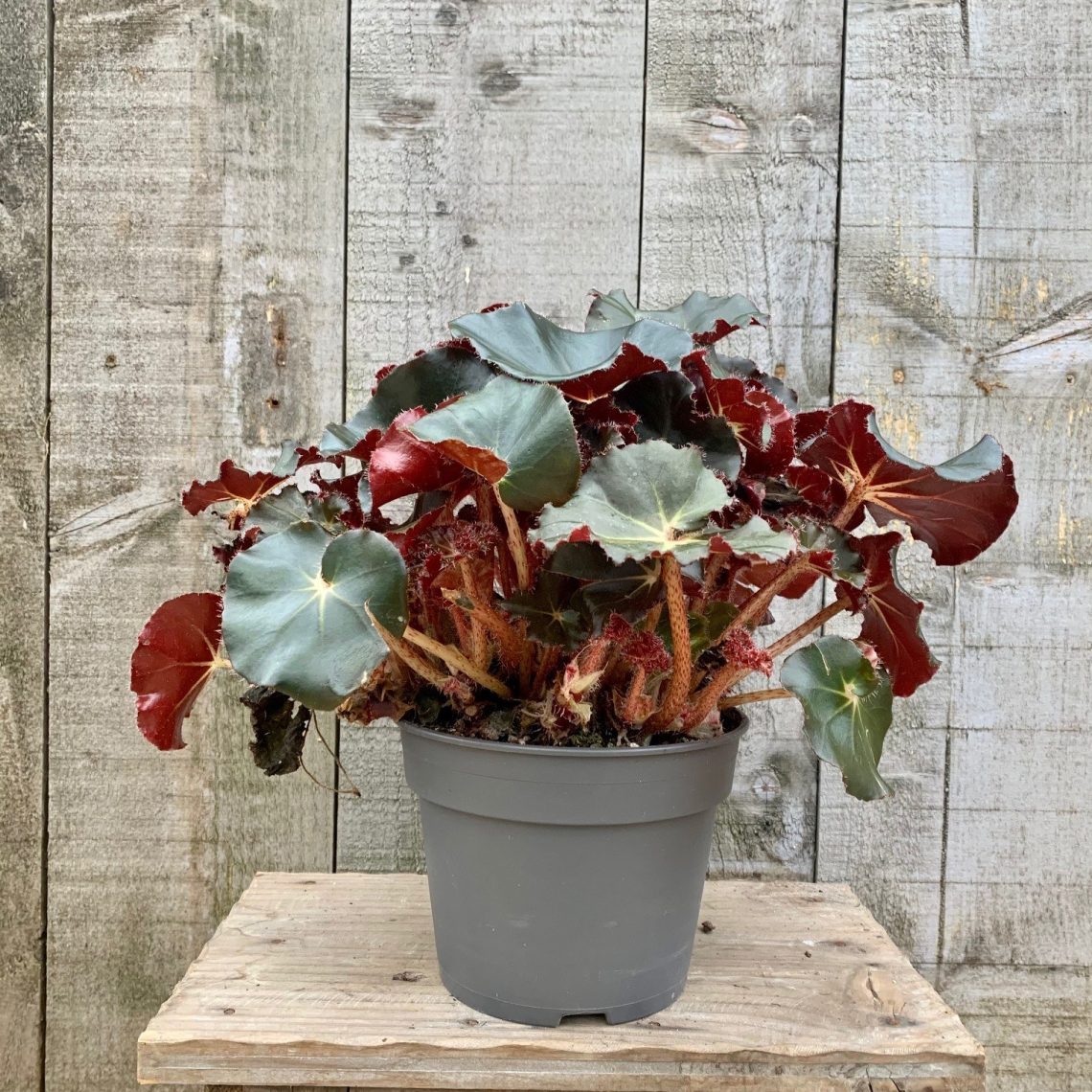 Begonia x erythrophylla Black Jungle