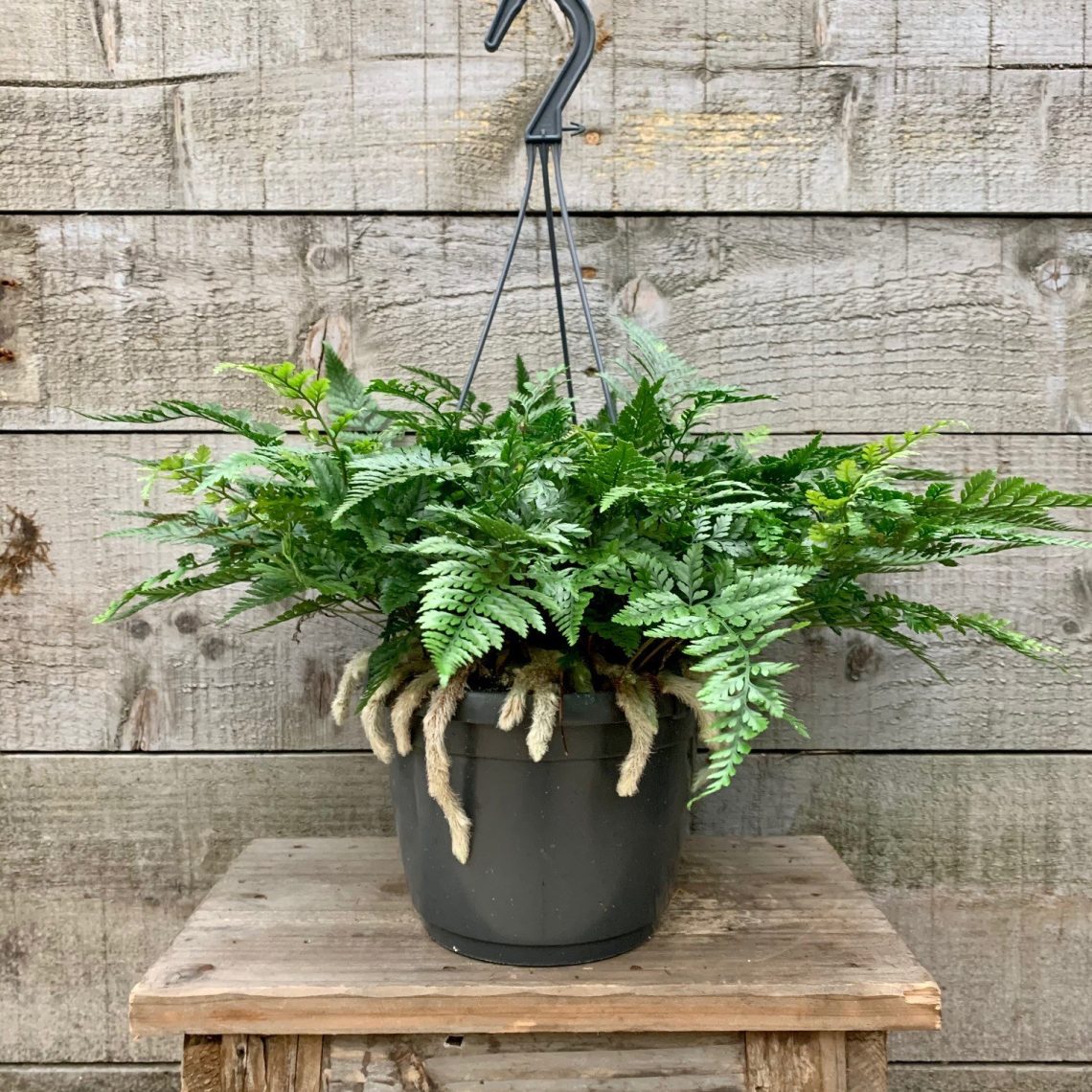 Davallia tyermannii (Hares Foor Fern)