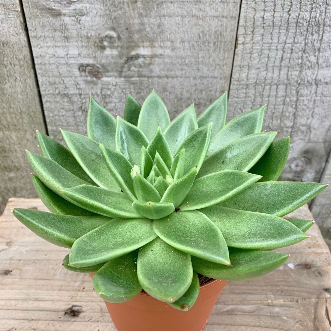 Echeveria Miranda