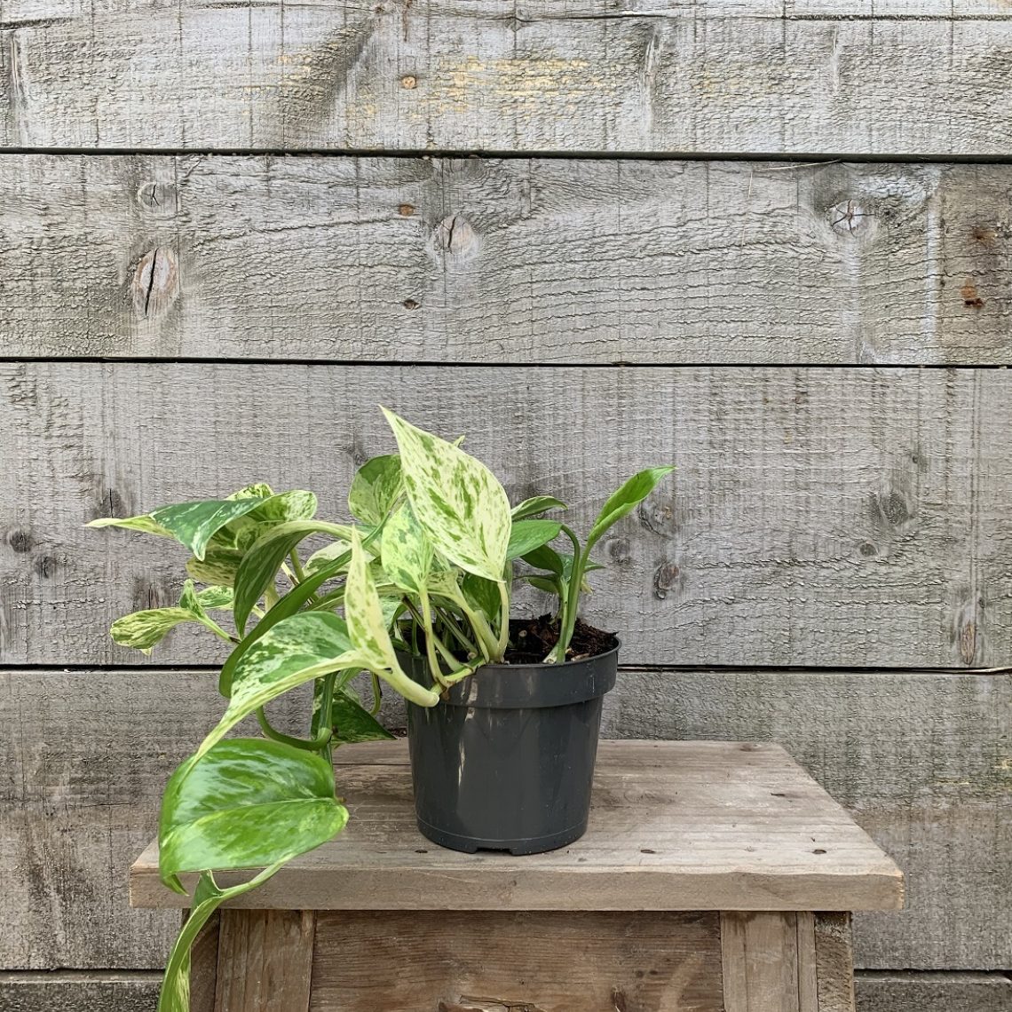 Epipremnum 'Marble Queen'