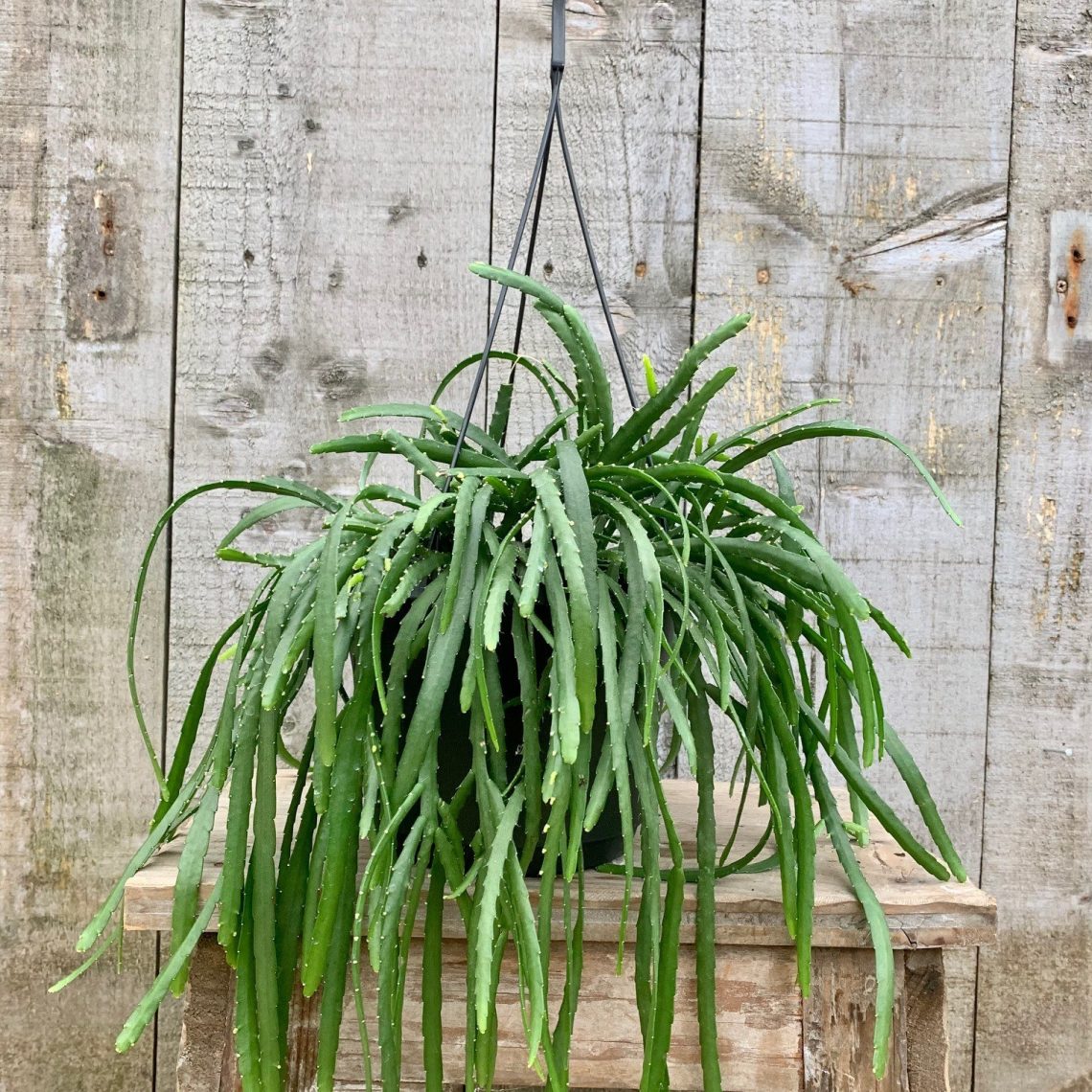 Lepismium Bolivianum Vermehren