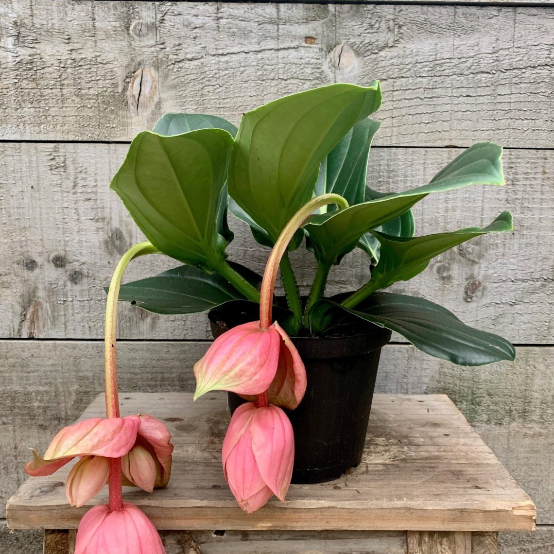 Medinilla magnifica