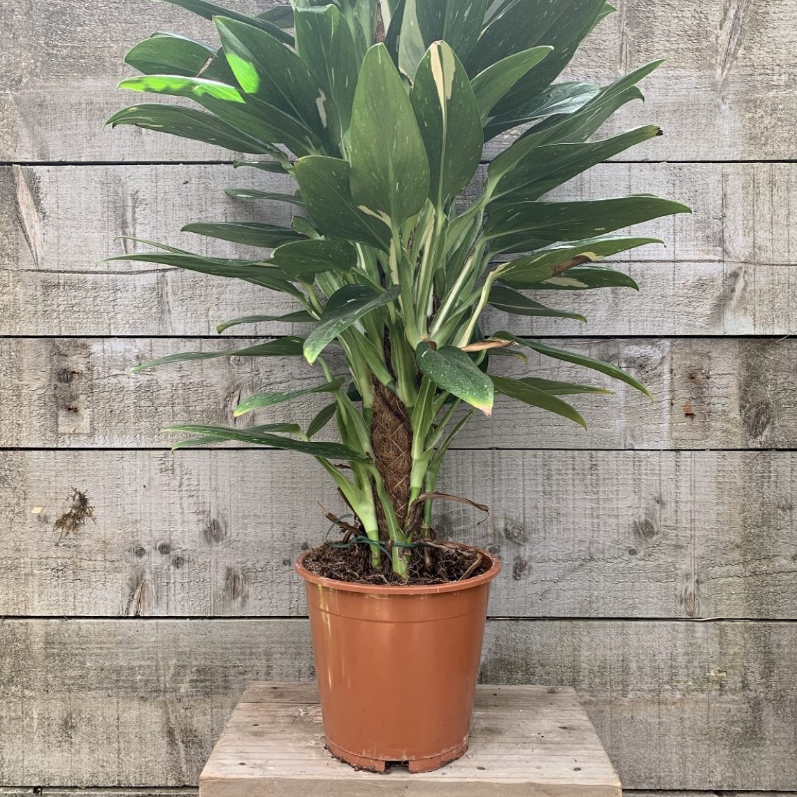 Monstera standleyana 19cm