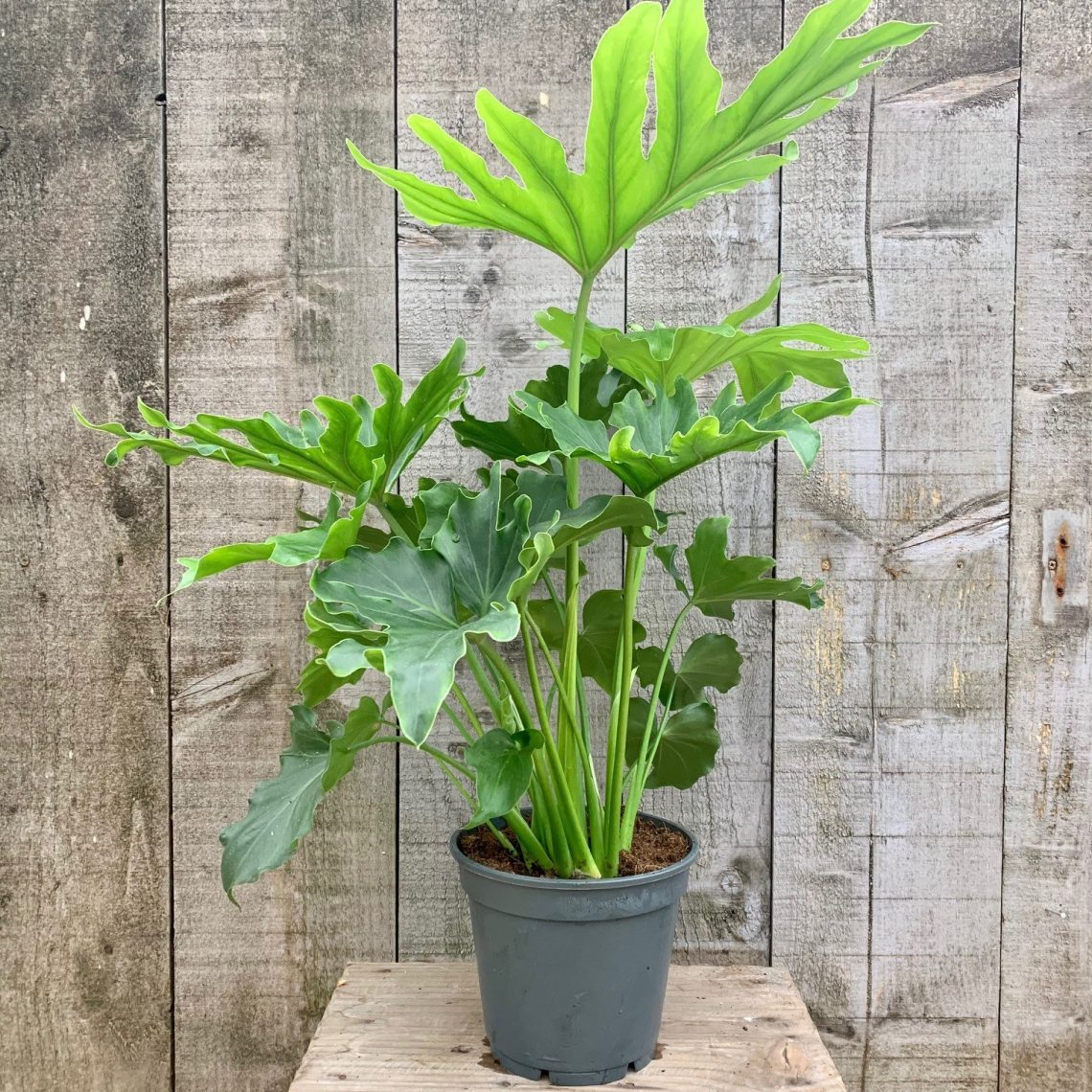 Philodendron Selloum Hope