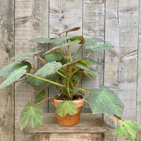 Begonia Boomer