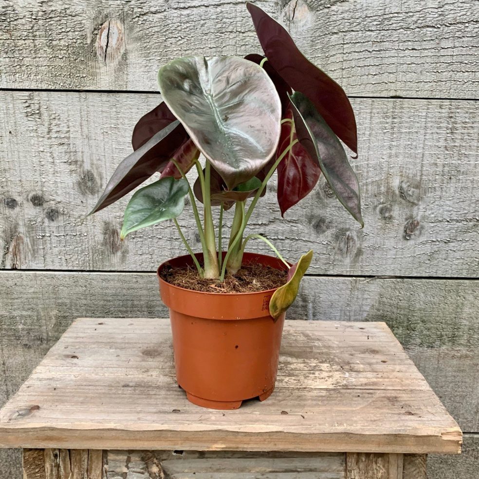 Alocasia Red Secret