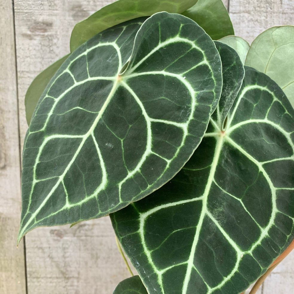 Anthurium clarinervium