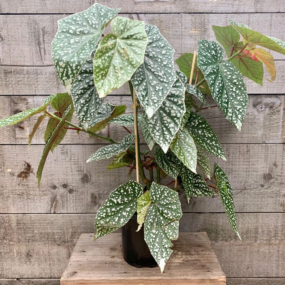 Duchy of Cornwall Nursery