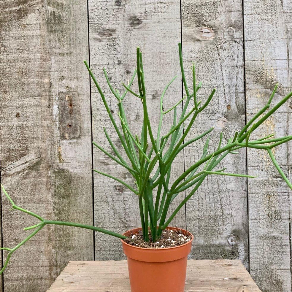 Euphorbia Tirucalli Pencil Cactus Hortology