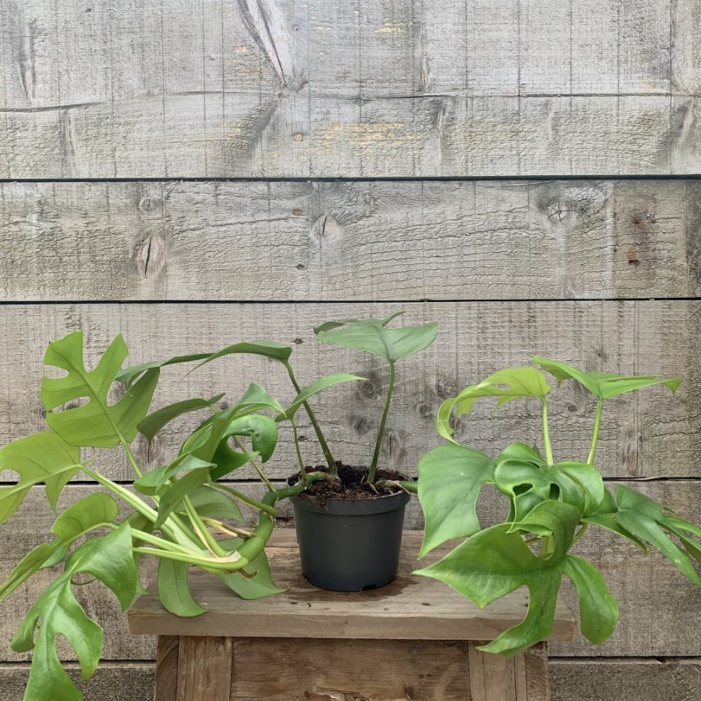 Rhaphidophora Mini Monstera 11cm