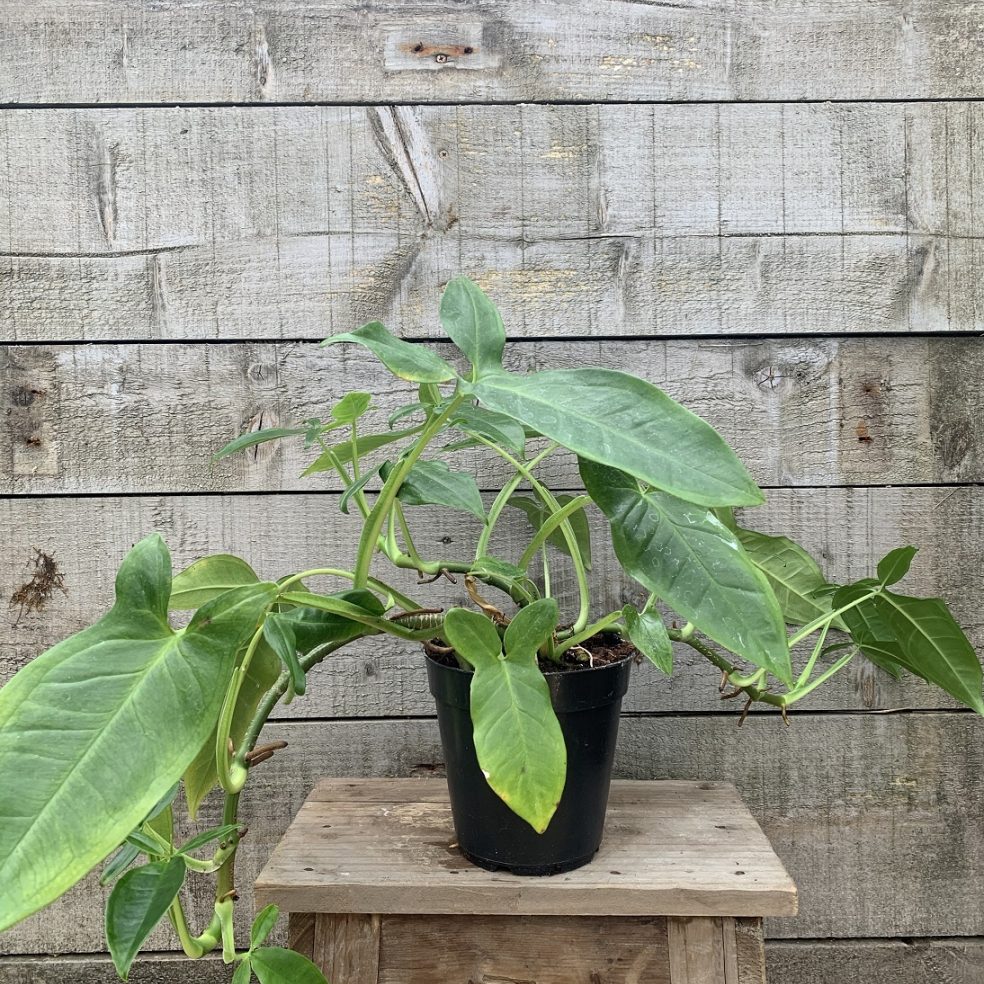 Syngonium podophyllum Trileaf Wonder 15cm