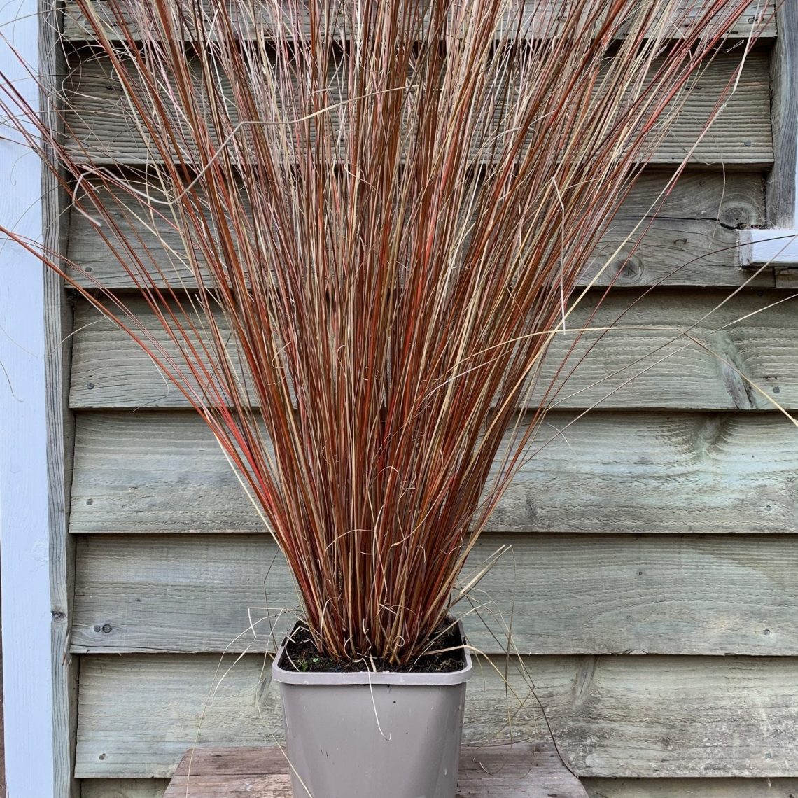 Carex Buchananii Red Rooster