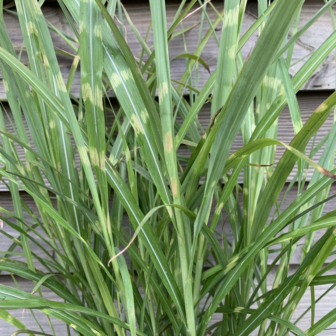 Miscanthus sinensis Strictus
