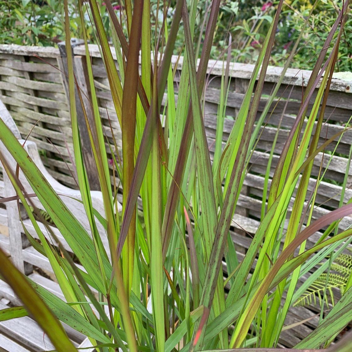 Panicum virgatum Squaw