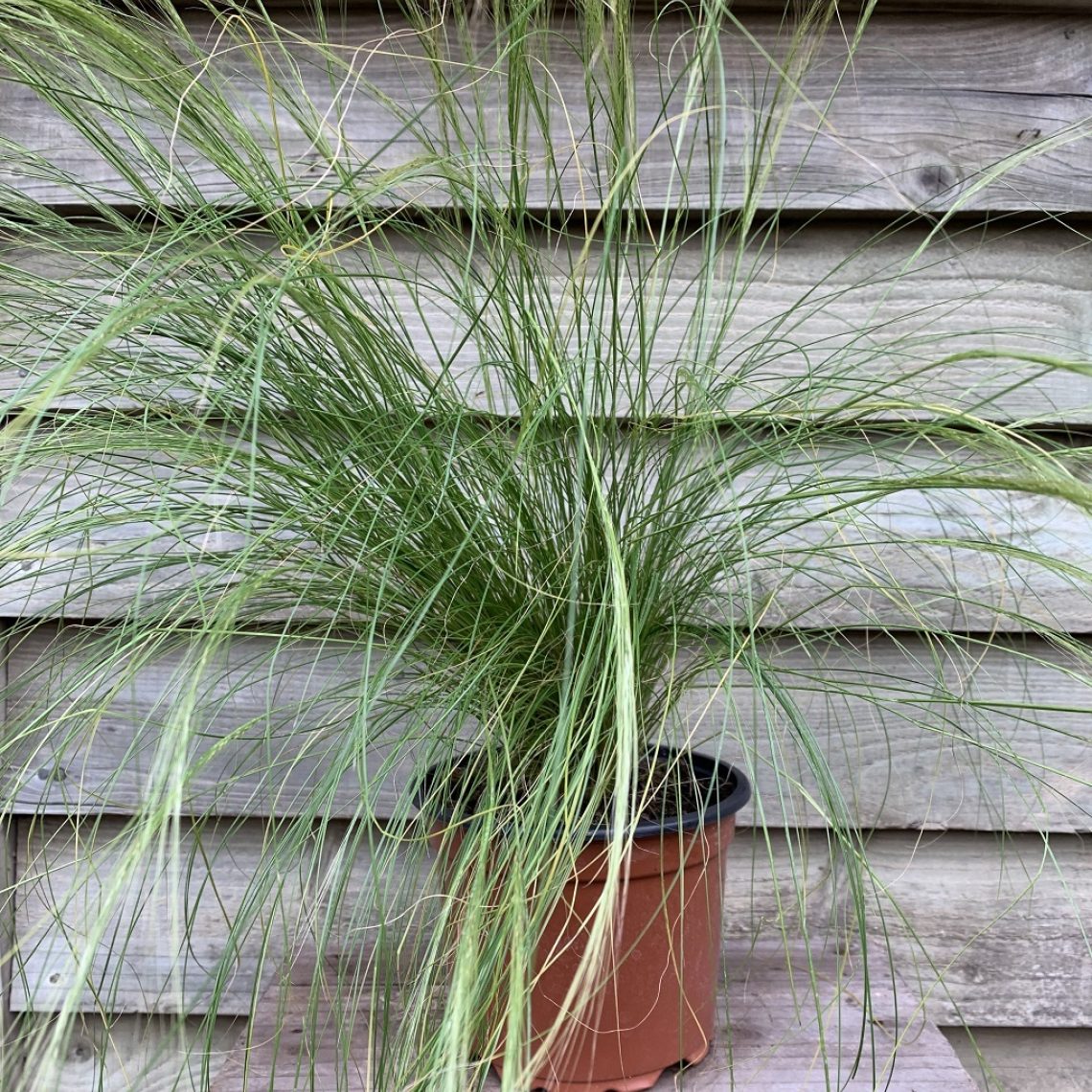 Stipa tenuissima Ponytails