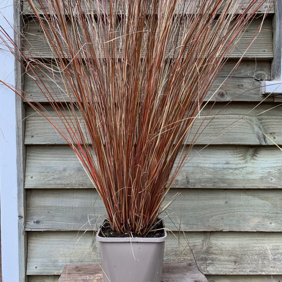 Carex Buchananii Red Rooster