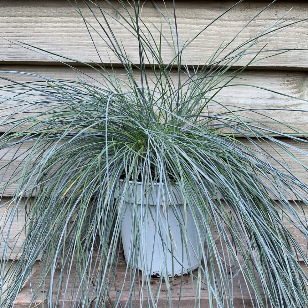 Festuca Intense Blue