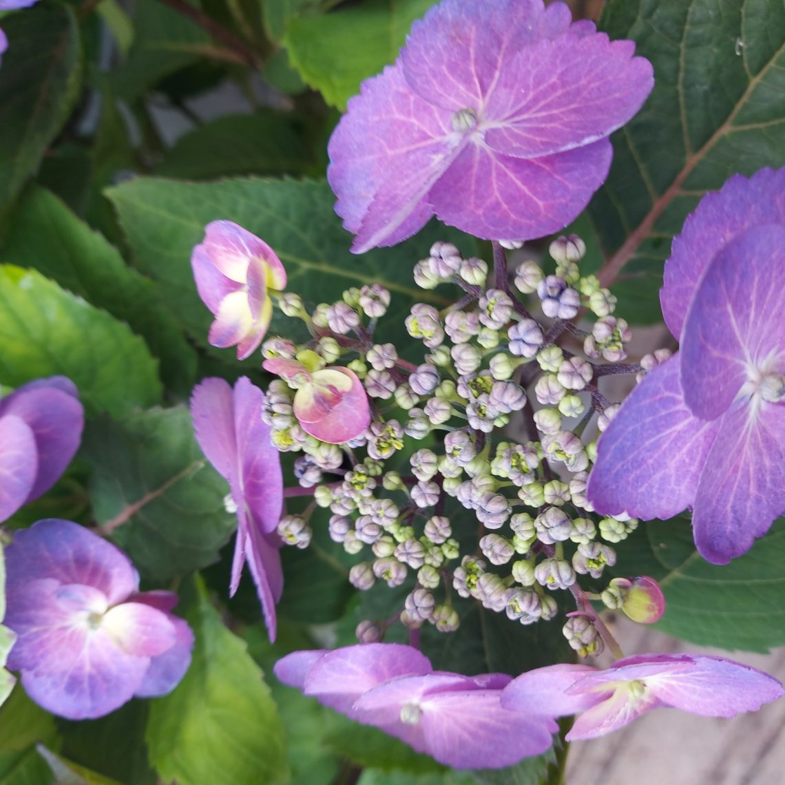 Hydrangea Blueberry Cheesecake