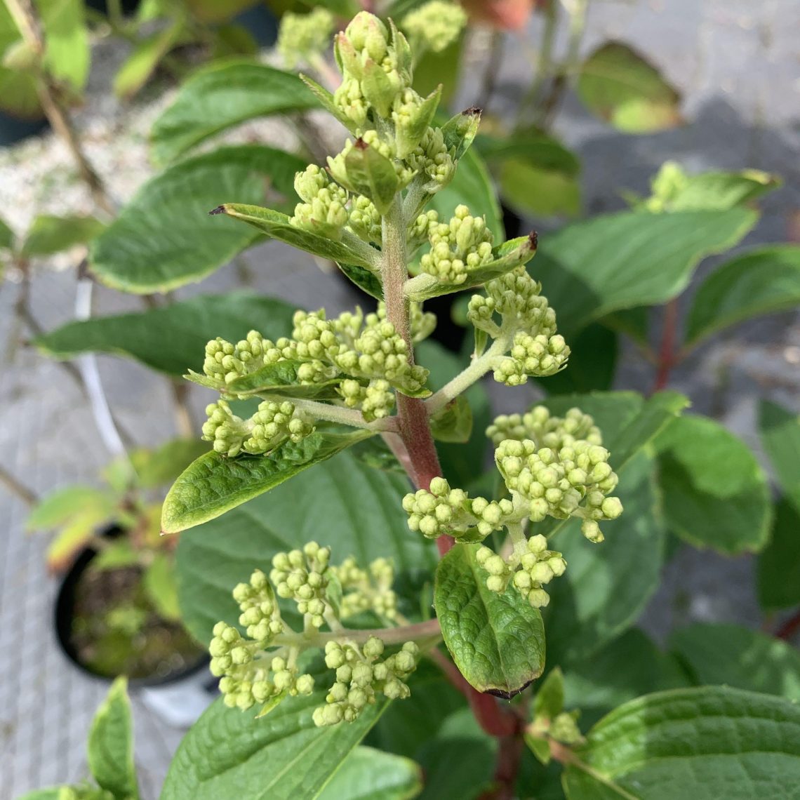 Hydrangea paniculata Candlelight