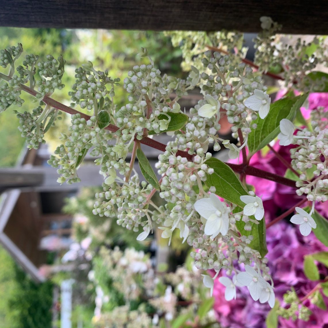 Hydrangea paniculata Chantilly Lace
