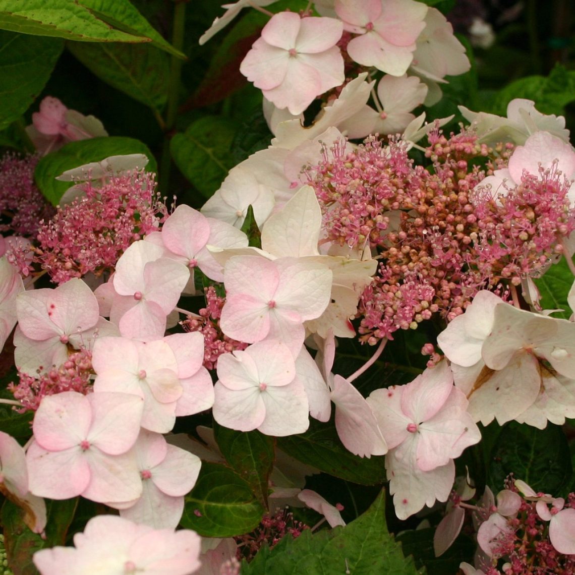 Hydrangea serrata Grayswood