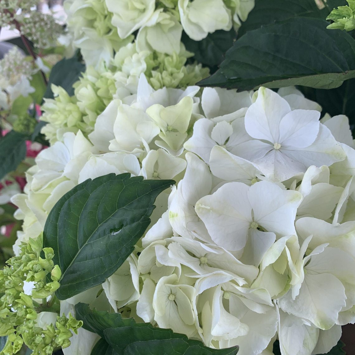 Hydrangea Saxon Table Rosa