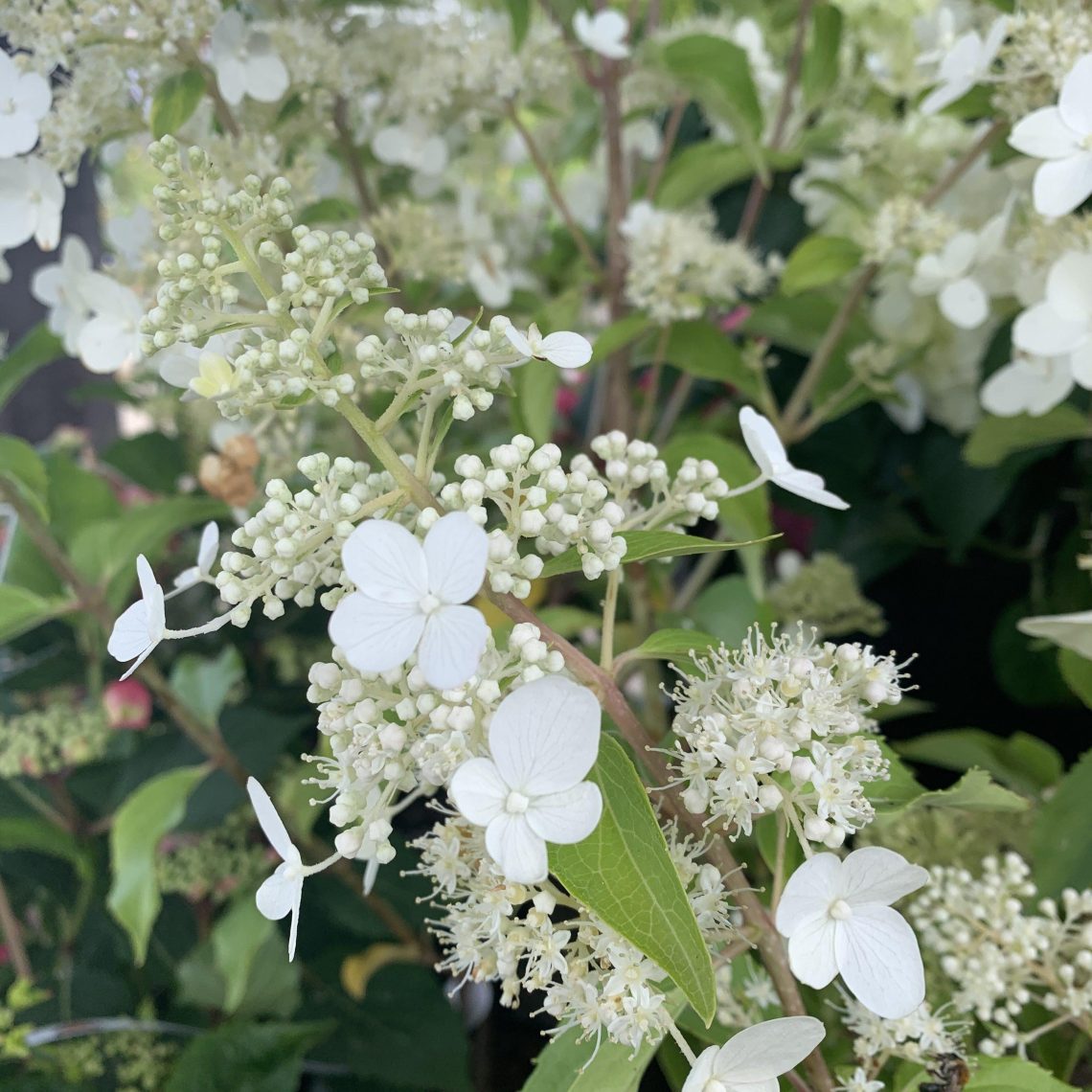 Hydrangea paniculata Kyushu