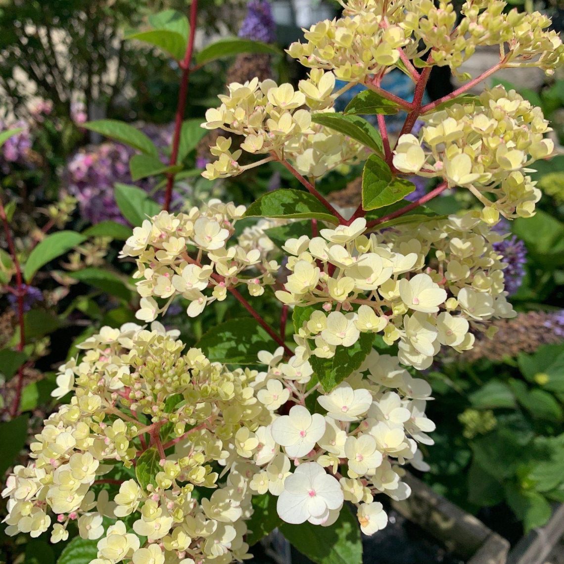 Hydrangea paniculata Sundae Fraise