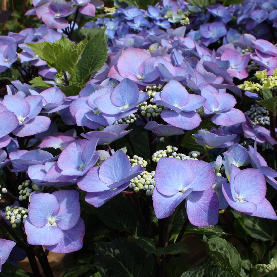 Hydrangea Zorro