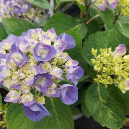 Duchy of Cornwall Nursery