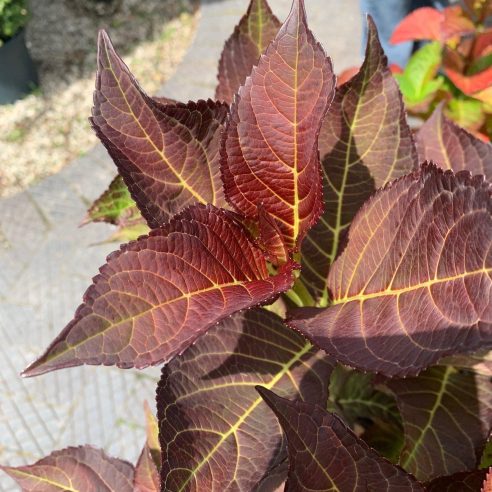 Hydrangea macrophylla Miss Saori