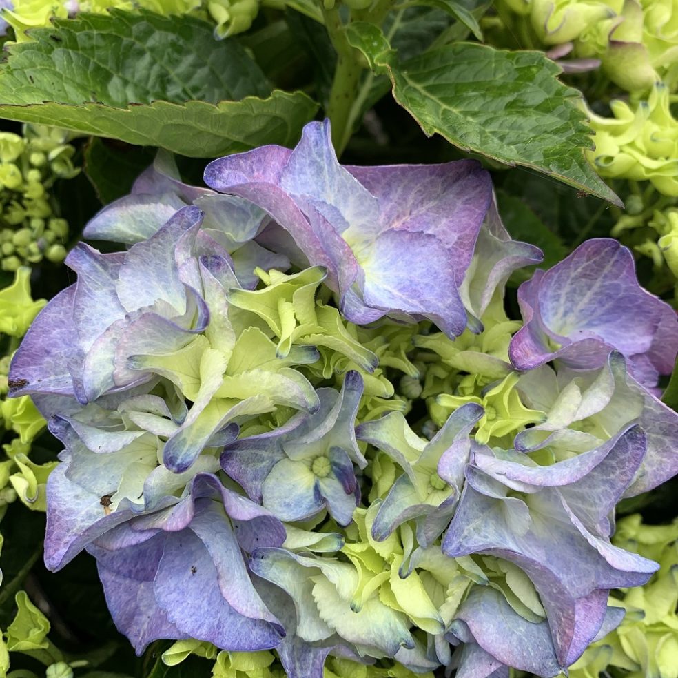 Hydrangea Early Blue