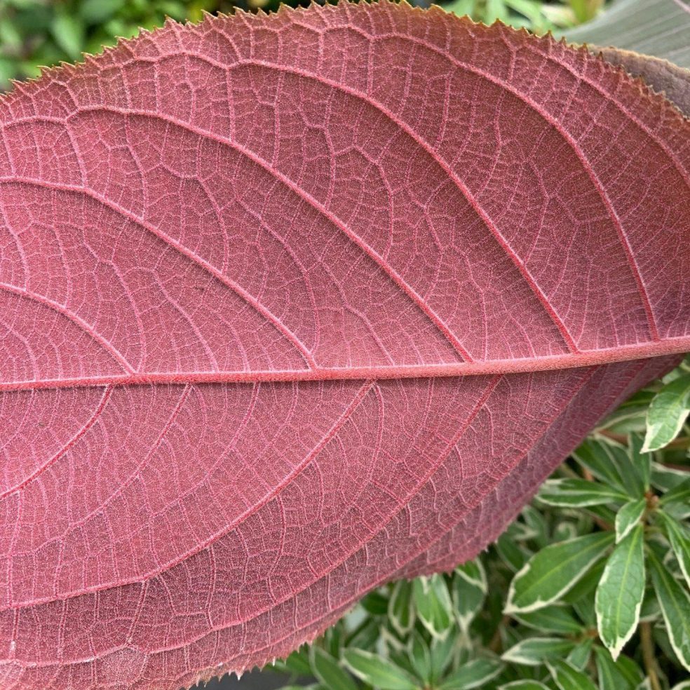 Hydrangea as. Hot Chocolate