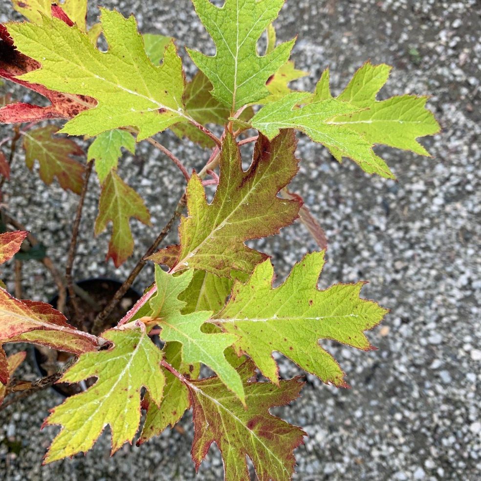 Hydrangea quer. Ice Crystal