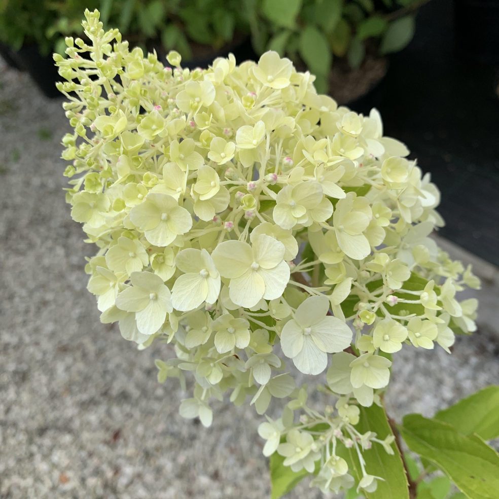 Hydrangea pan. Polar Bear