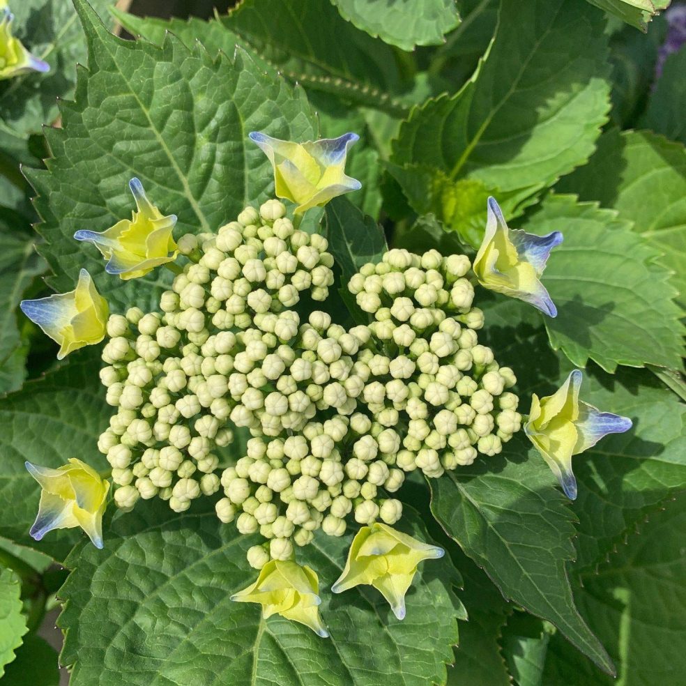 Hydrangea macrophylla Teller Blue