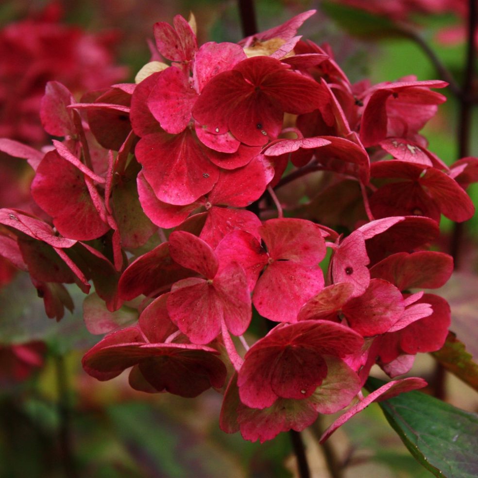 Hydrangea Preziosa