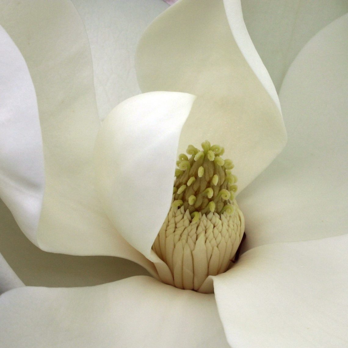 Magnolia grandiflora Exmouth