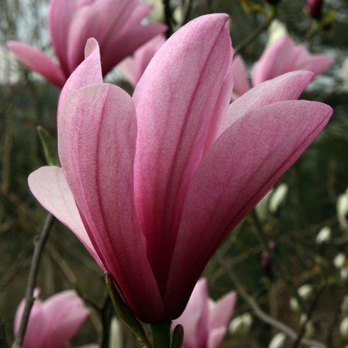 Magnolia Galaxy