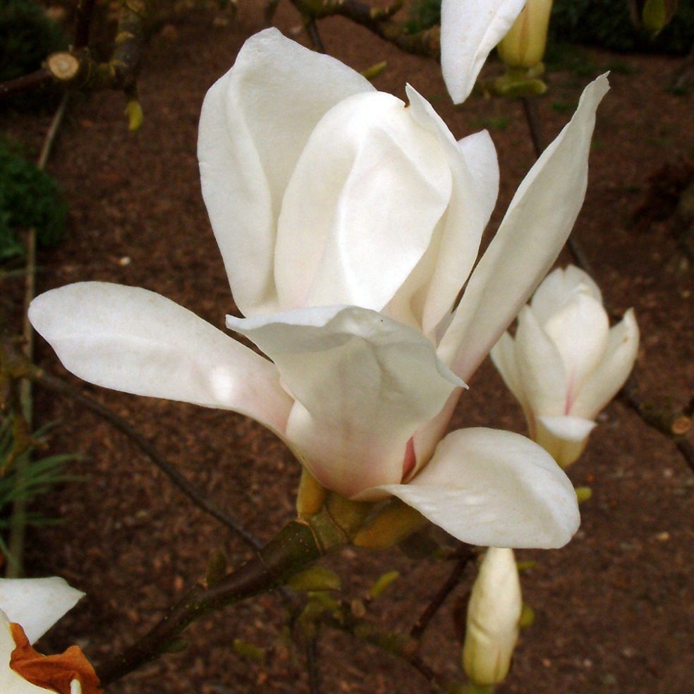 Magnolia x sou. Alba Superba