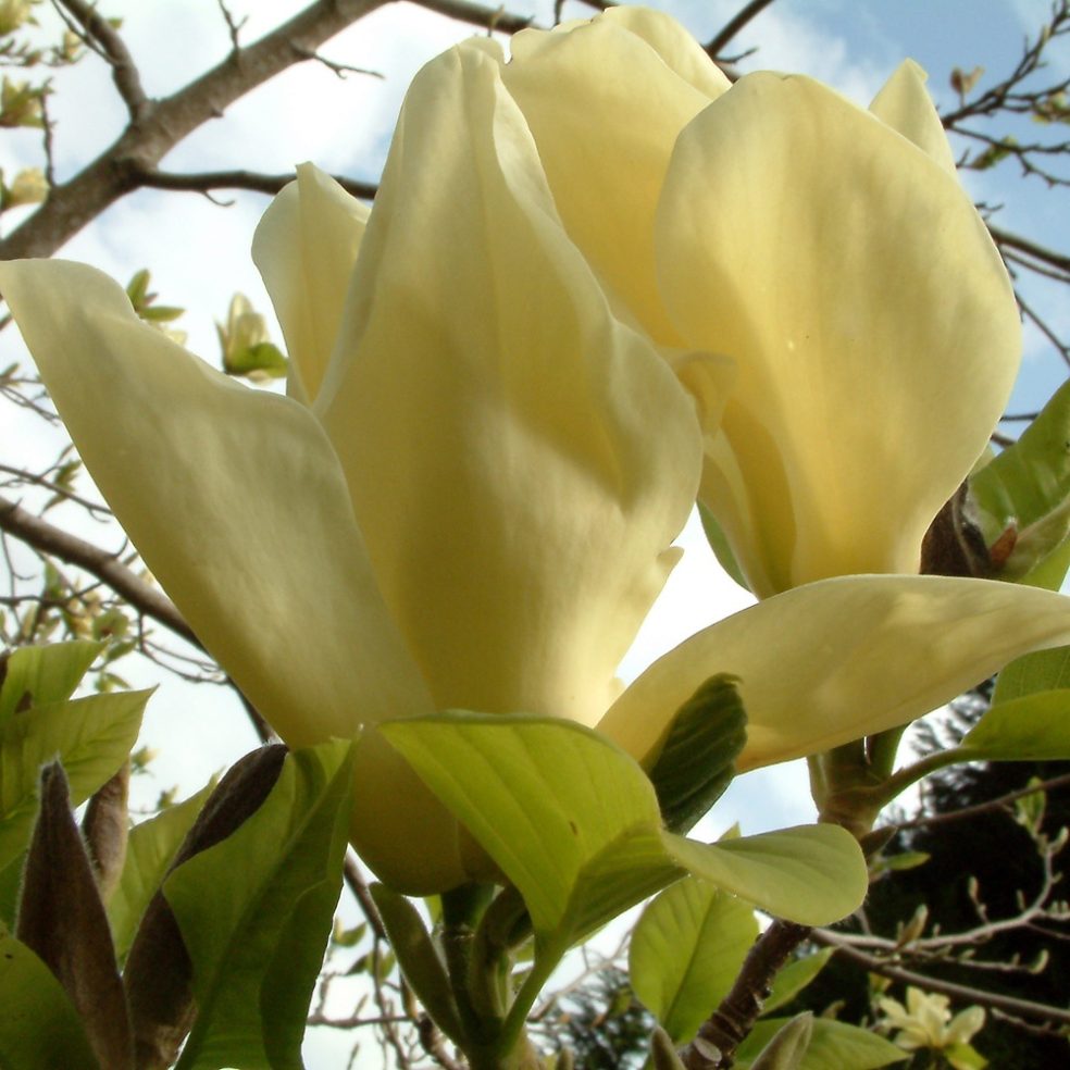 Magnolia Elizabeth
