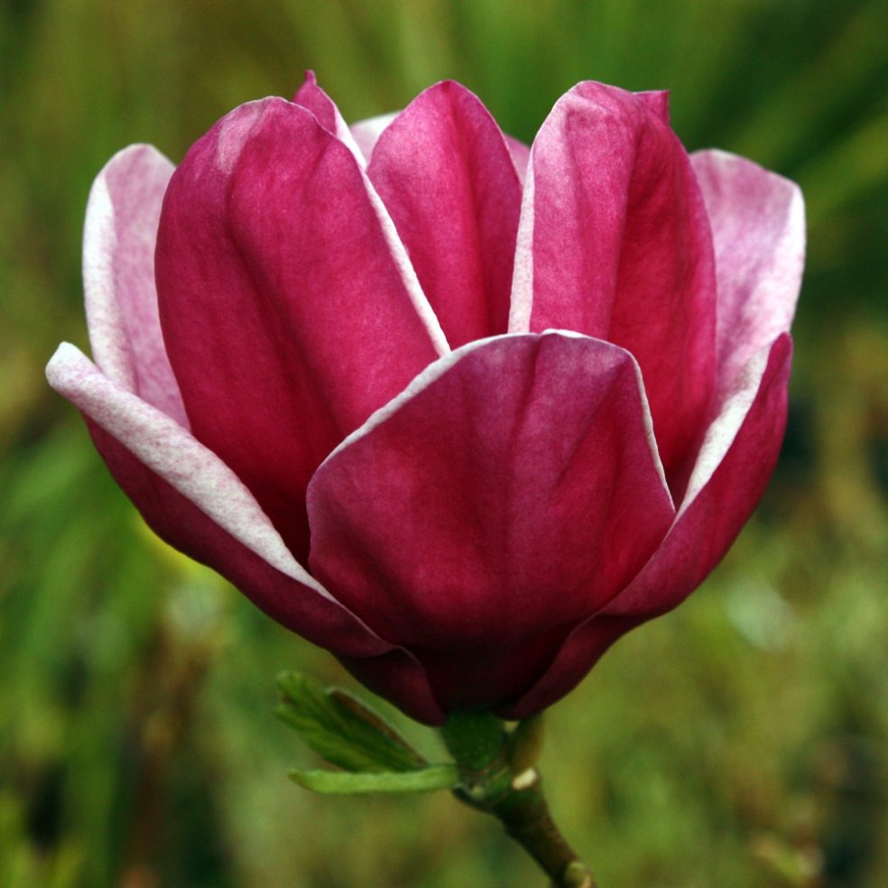 Magnolia Genie