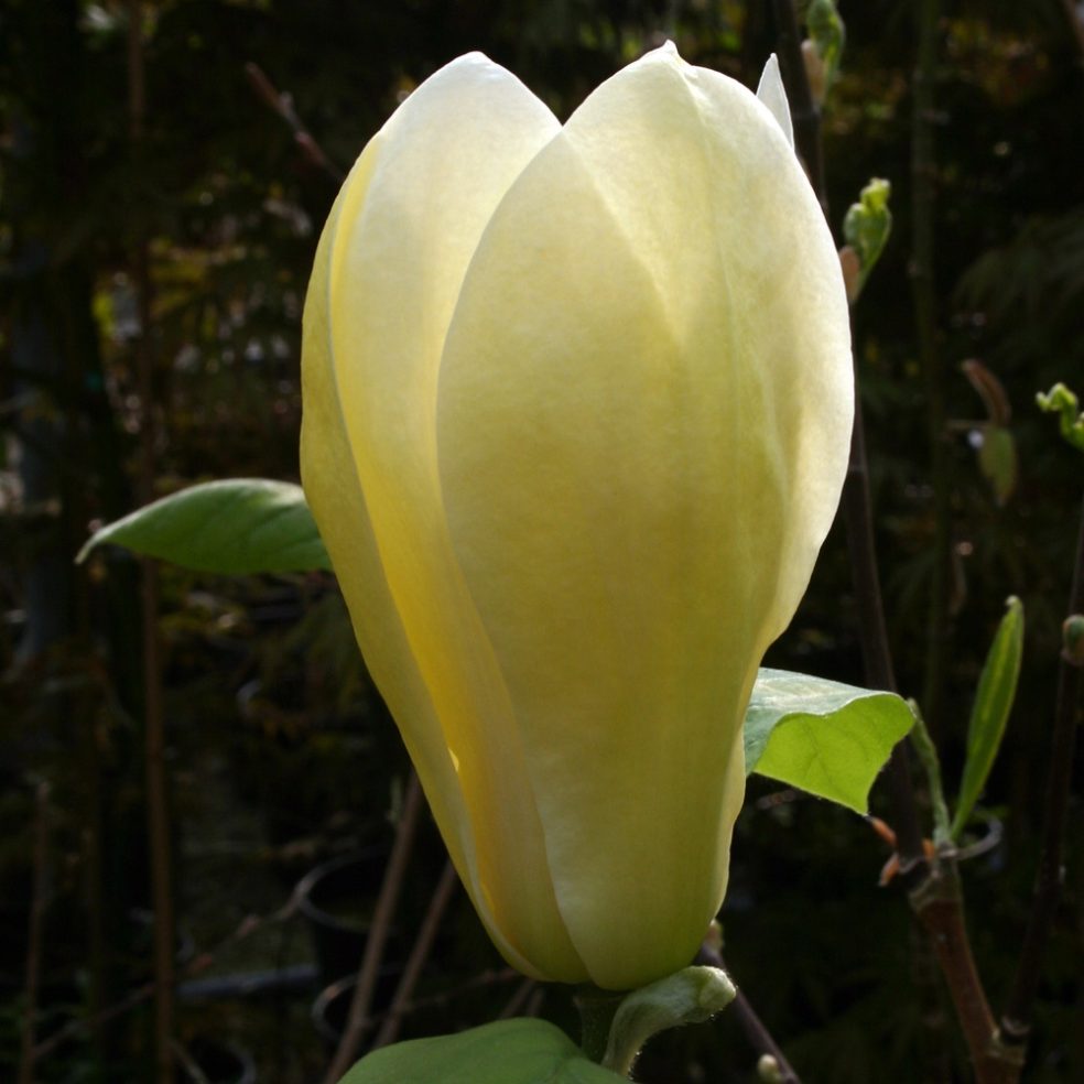 Magnolia Yellow Lantern
