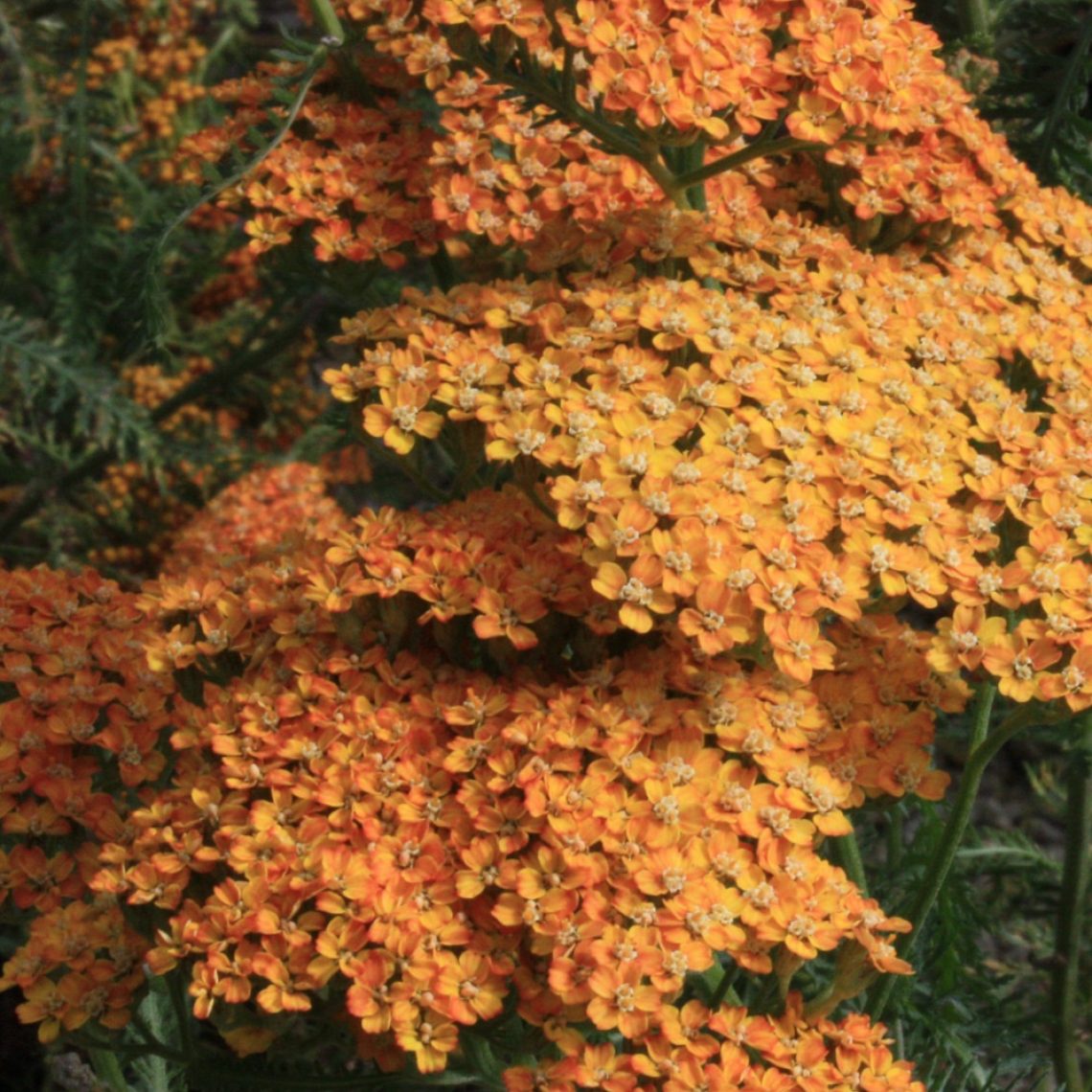 Achillea Terracotta