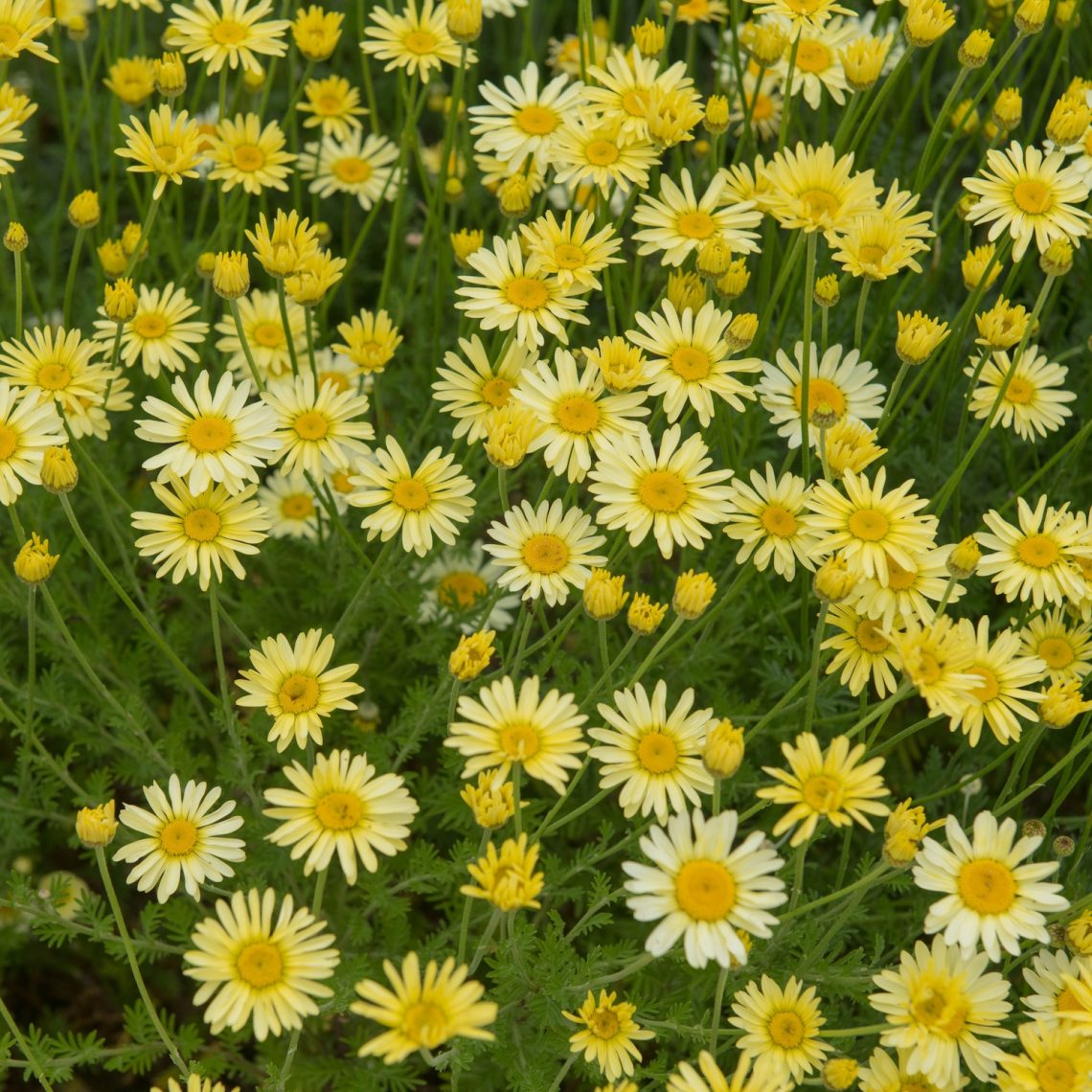 Anthemis Tinctoria E.C Buxton