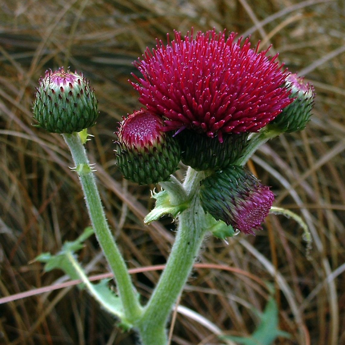 Cirsium Rivulare Atropurpureum