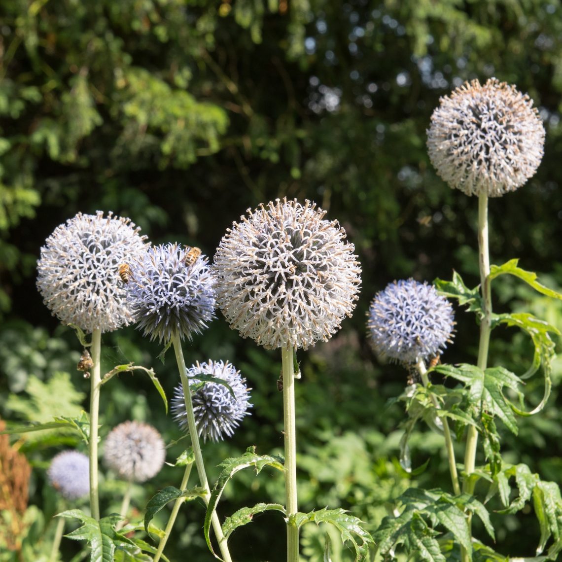 Echinops Taplow Blue