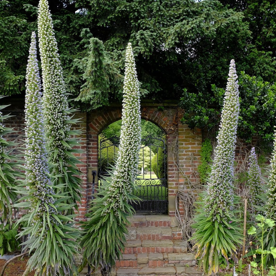 Echium Snow Tower