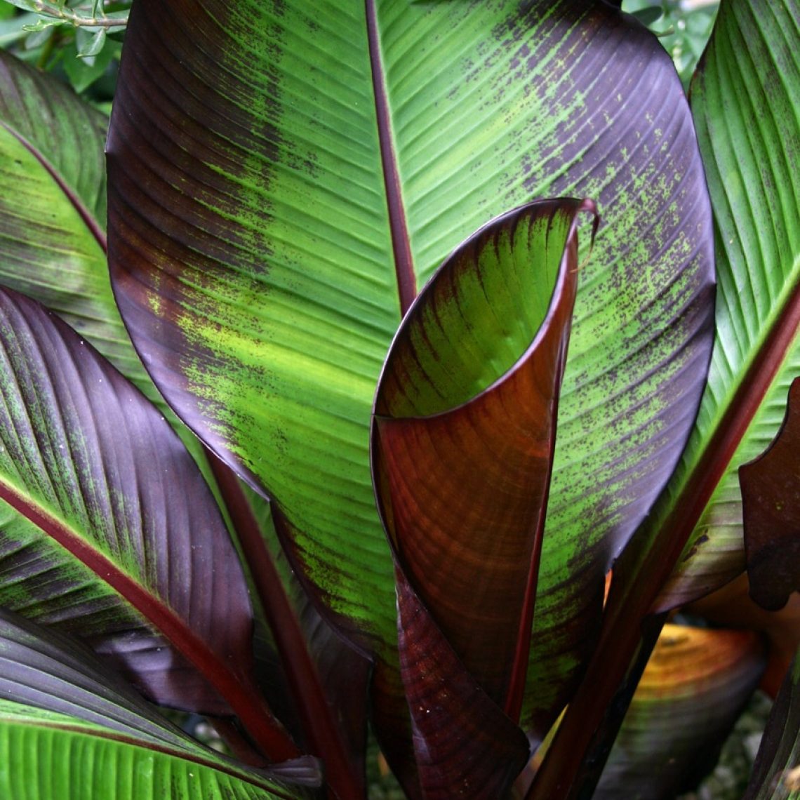 Ensete ventricosum Maurelii