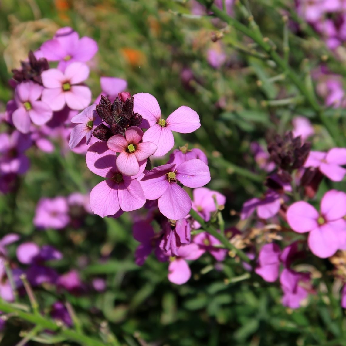 Erysimum Bowles Mauve